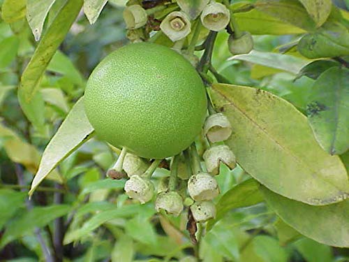 India Plantation Batapi Lemon Live Plant (Pack of 5) : Amazon.in ...
