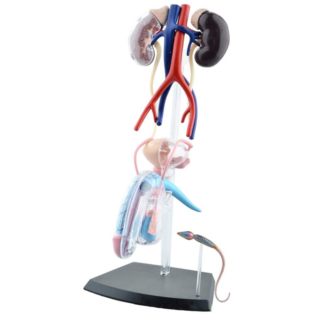 Buy Whp Male urinary system model Male genital organs Urology Bladder ...