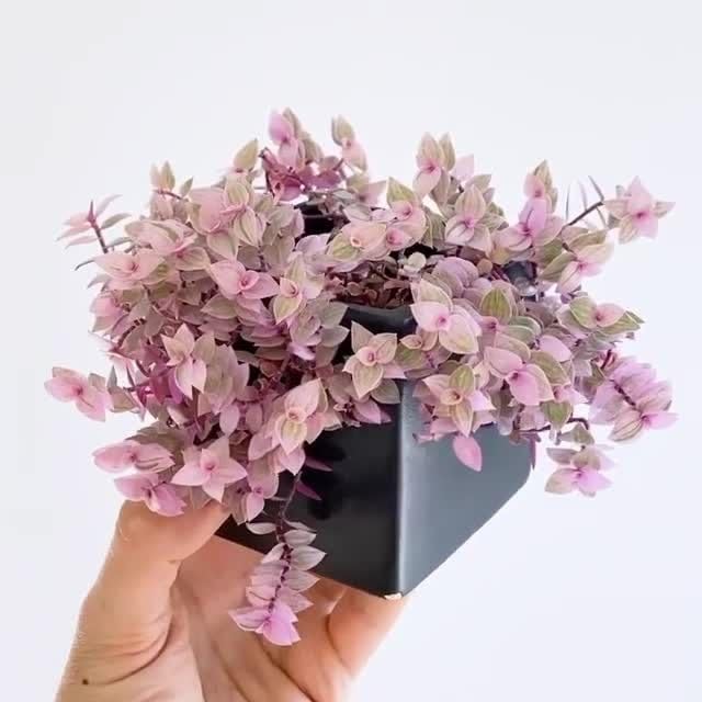 Pink lady plant with pot for Plant Pack of 1 : Amazon.in: Garden & Outdoors