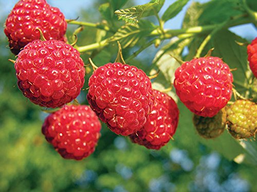 Amazon.com : 2 Joan J Raspberry Plants Everbearing : Patio, Lawn & Garden