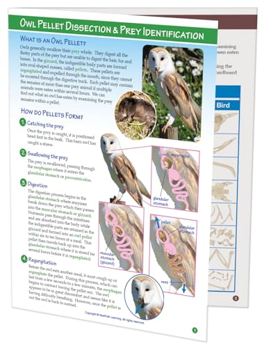 How to Find an Owl: A Comprehensive Guide to Owl Spotting | All Things ...