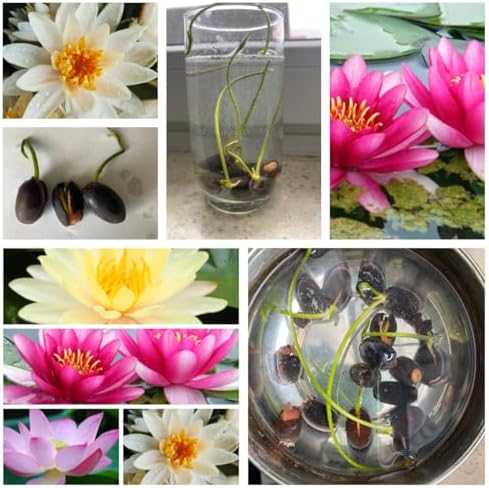 Lotus Samen winterhart (Nelumbo nucifera) - Indische Lotusblume Samen ...