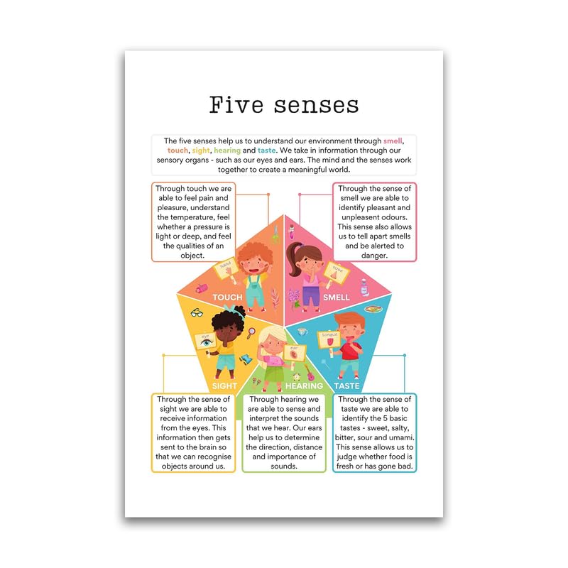Amazon.com: Five Senses Facts Poster - Educational For Gradeschool ...