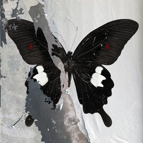 Amazon.com: Paradise Now : Death Cult: Digital Music