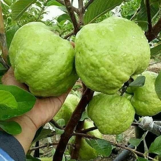 GreenWorld Rare Very Cute Tropical Fruit All Time Thai Seedless Guava ...