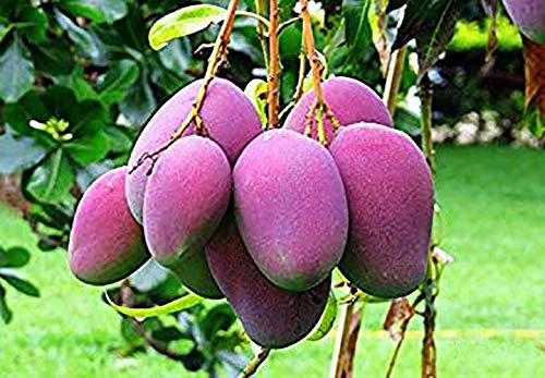 Fruit Live Plant - Dwarf Alphonso" King Of Mango" - Grafted and Hybrid ...