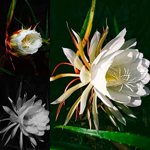 Buy Creative Farmer Nishagandhi Plant (Epiphyllum Oxypetalum) Gardens ...