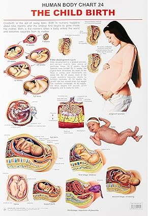 Amazon.in: Buy The Child Birth Book Online at Low Prices in India | The ...