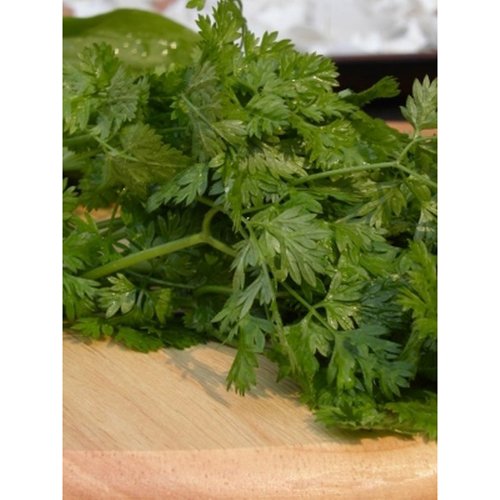 Amazon.com: Micro Greens - Chervil - 4 x 6 oz : Patio, Lawn & Garden
