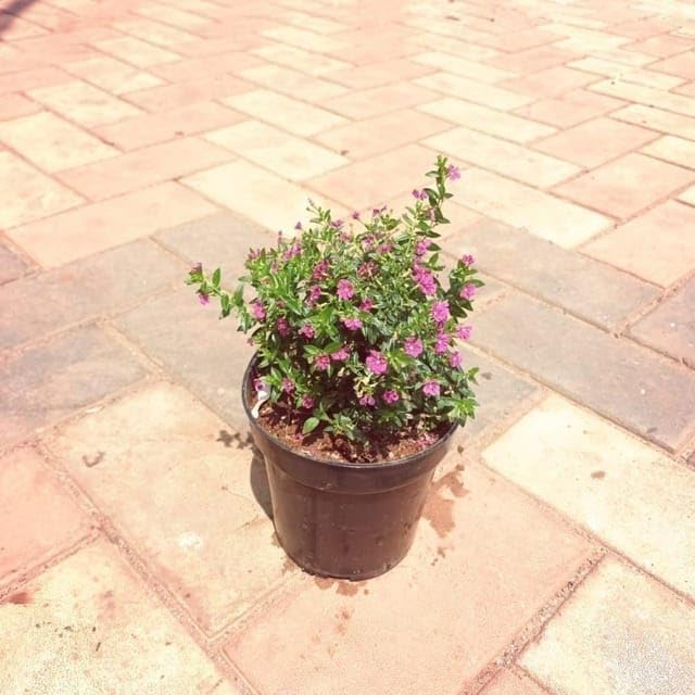 Cuphea season False Heather Pink in 4 Garden perfect Living Live ...