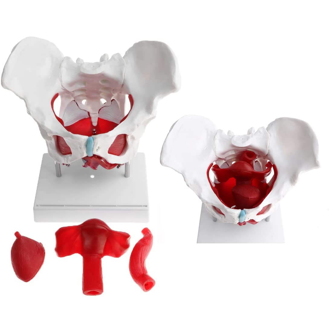 Buy QHYTL Female Pelvic Floor Muscles Model,Removable Organs Pelvic ...