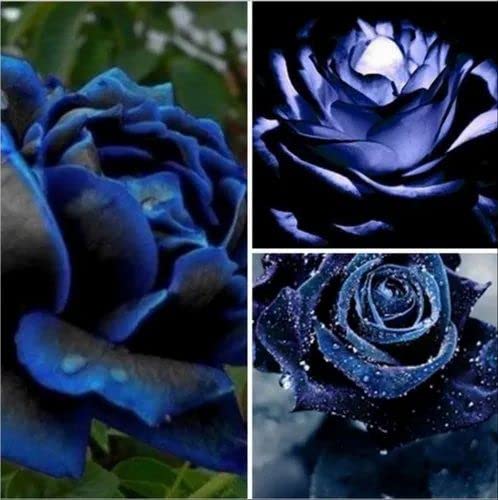 Blue rose plant : Amazon.in: Garden & Outdoors