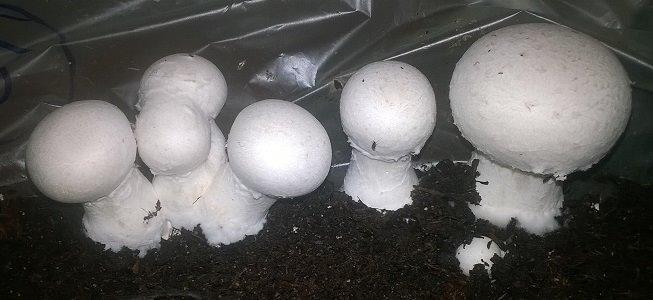 Button Mushroom Spawn - MUSHROOMBOX (TM) : Amazon.co.uk: Garden