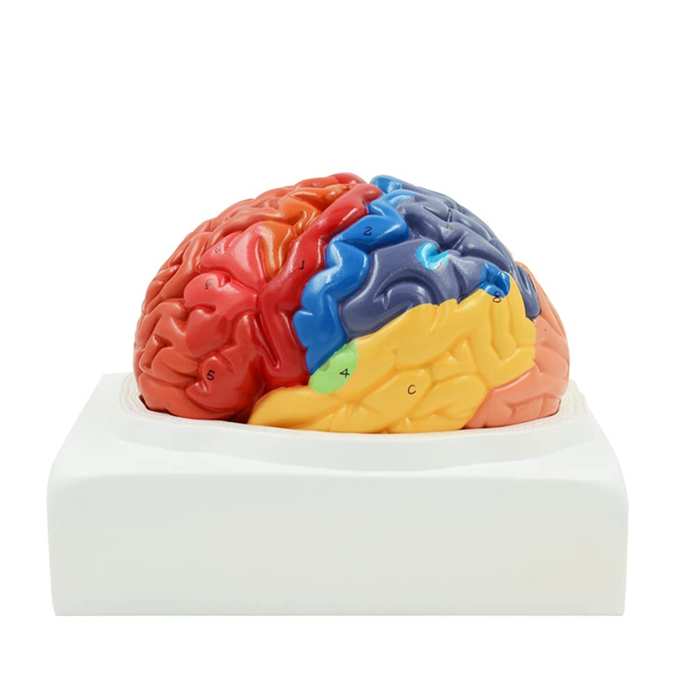 Buy NXX Human Brain Model,Color-Coded Partitioned Brain Anatomically ...