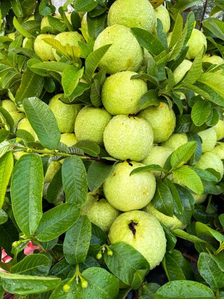 Hybrid Thai Variety Guava Grafted Live Plant Pack Of 1 : Amazon.in ...