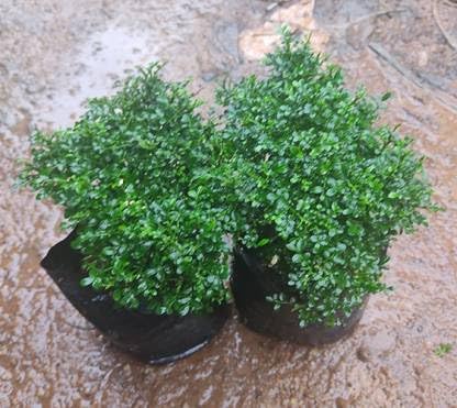 Live Table Kamini/Murraya Paniculata Plant Exotic Dwarf Miniature ...