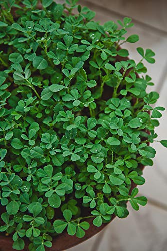 Creative Farmer Vegetable Seeds Fenugreek Methi Herbs Seeds Seeds ...