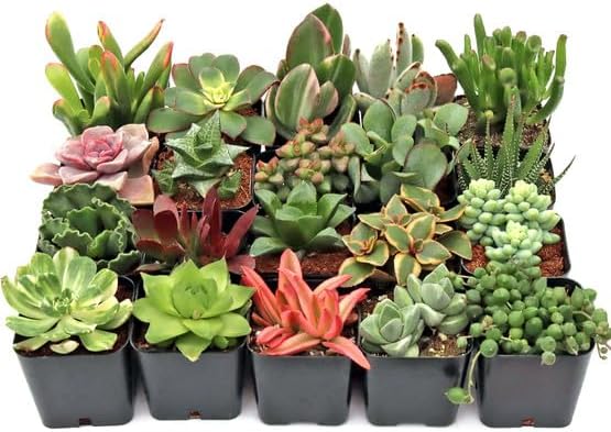 Amazon.com : Mountain Crest Gardens Easy Indoor Succulent Variety Pack ...