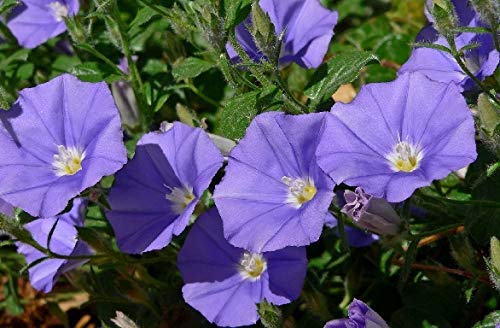 Plants Point Shankhpushpi/SanguPoo Live Plant : Amazon.in: Garden ...
