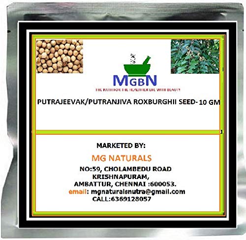 PUTRAJEEVAK/PUTRANJIVA ROXBURGHII SEEDS -10 GM (20 SEEDS) : Amazon.in ...