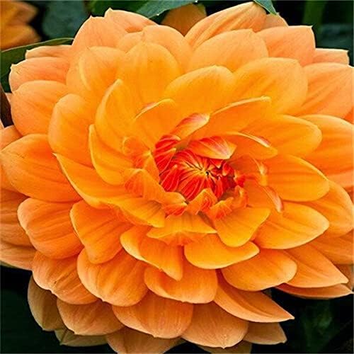 24 tipos de dalia jardín, tipo bulbo de flores dalia pachyderms flores ...
