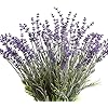 Amazon.com: Flojery Artificial Lavender Flowers with Silk Flocked Fake ...
