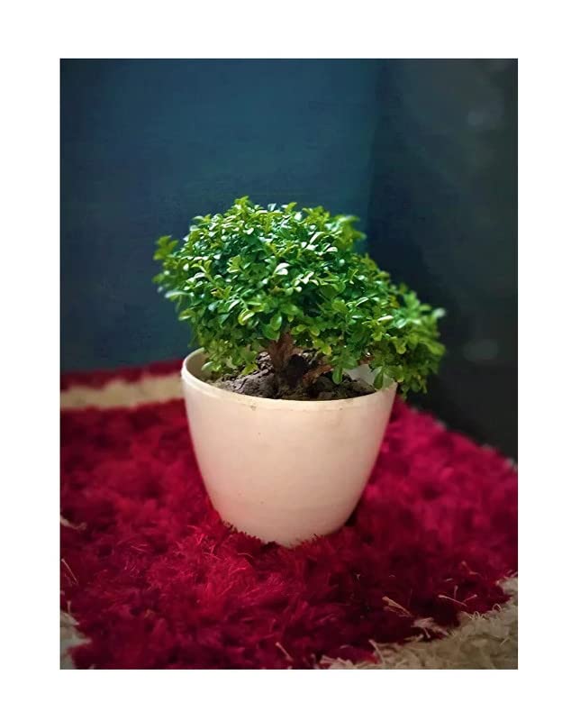 ARHAAM Nursery Bonsai (Bushy) Table Kamini Tree House Plant with Pot ...
