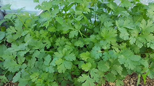 Cilantro Chinese Parsley