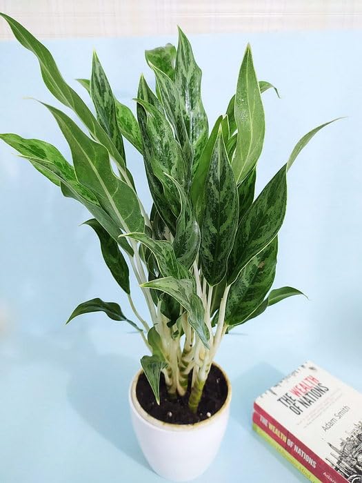Creative Farmer Aglonema (Cutlass White Stem) Indoor Oxygen And Air ...