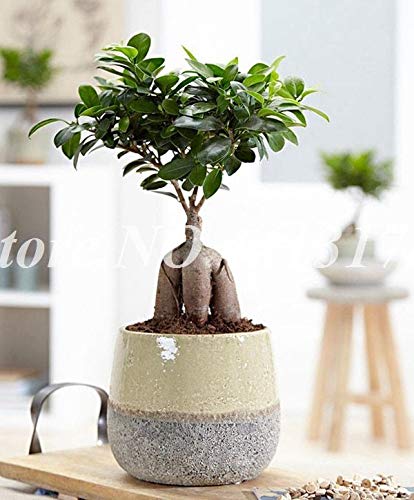 Fake Bonsai Ficus Ginseng Bonsai Tree Care Guide (Ficus Retusa ...