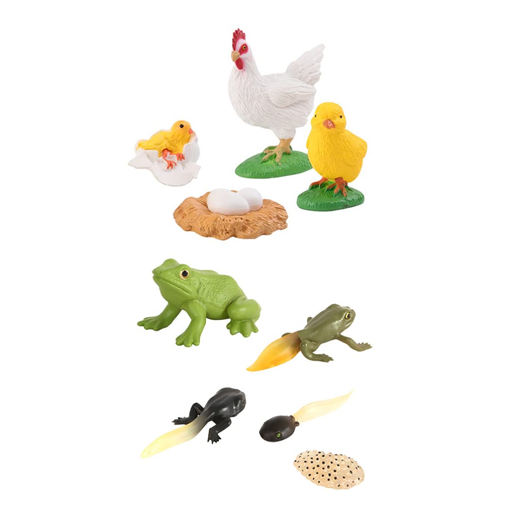 Buy Wowobjects® 2 Sets Life Cycle Figures of Chicken Frog Biology ...