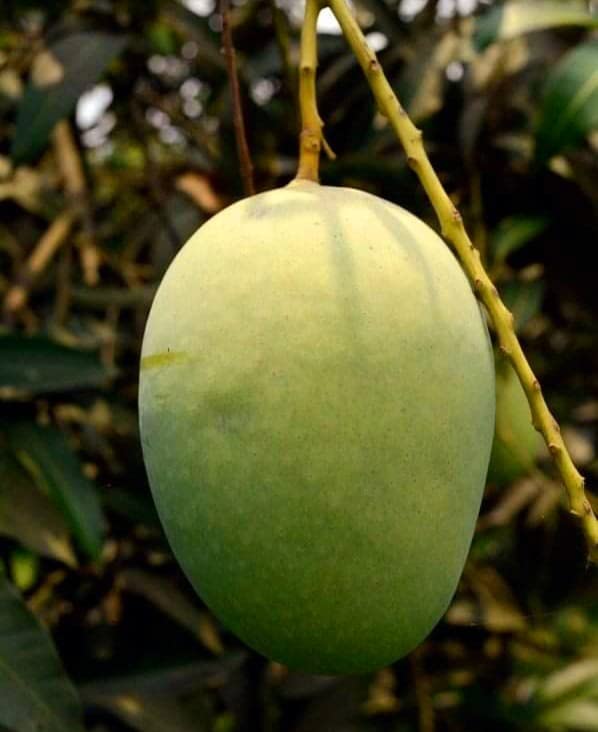 Green Woodland Dudhiya Malda Mango Plant-Grafted Variant Fruit Plant ...