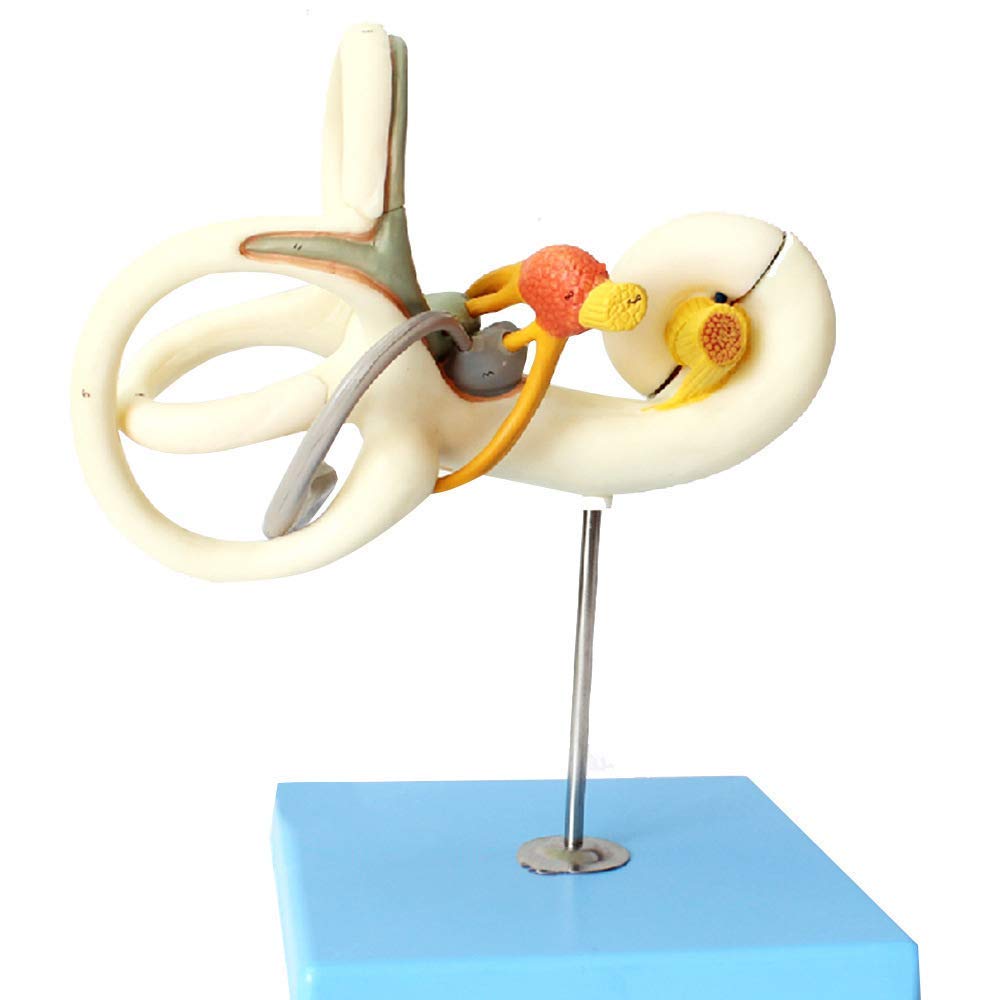 Buy Model of magnification of the labyrinth of the internal ear ...