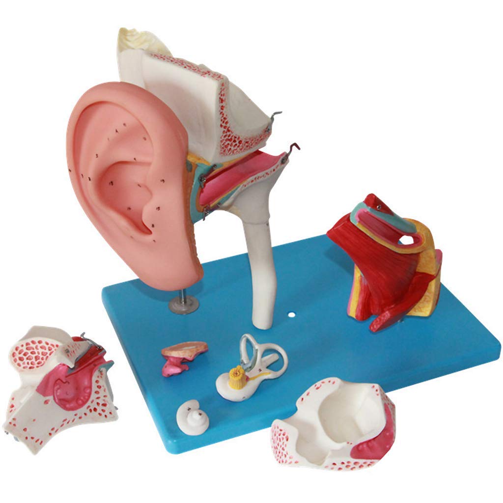 Buy DBSCD Human Organ Anatomical Model - Detachable Ear Model ...