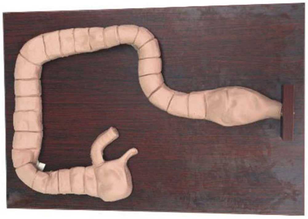 Buy Human Sigmoido Training Simulator Colonoscopy Examination Manikin ...