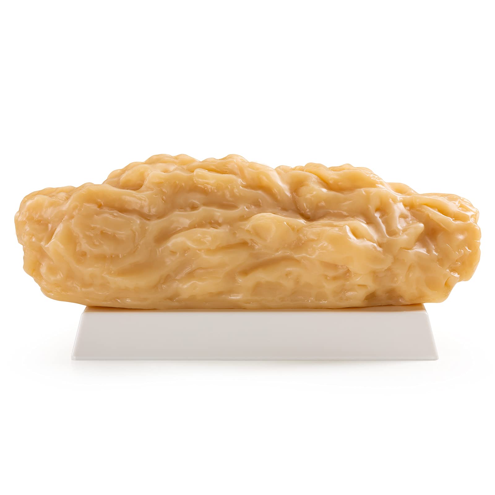 Snapklik.com : 5 Lbs Human Body Fat Model, Fat Replica, Anatomical ...