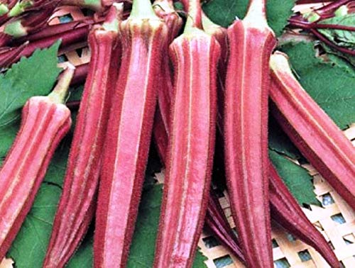 Lady Finger Lal Bhindi/Lady Finger Seeds- 140 : Amazon.in: Garden ...