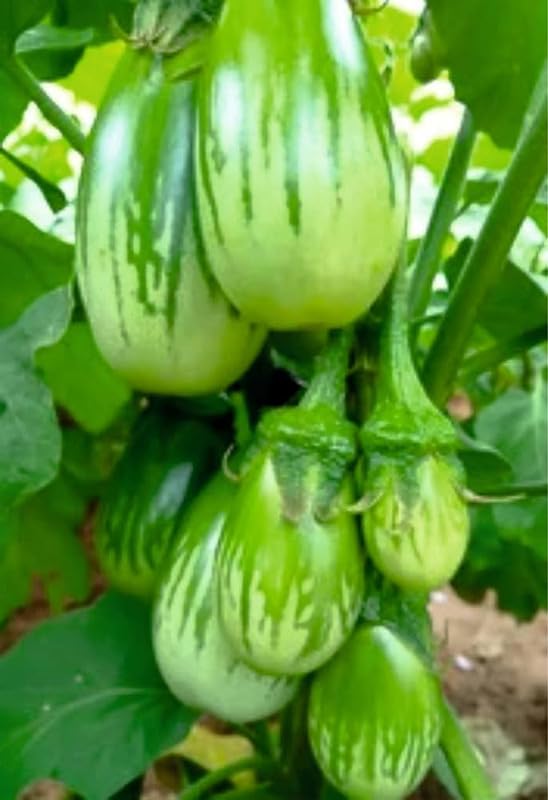 Makra brinjal live plant Pack of 8 : Amazon.in: Garden & Outdoors