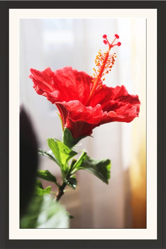 Wall Frame Hibiscus Gudhal Flower 11 Wall Hanging 1. 5 Inches Framed ...