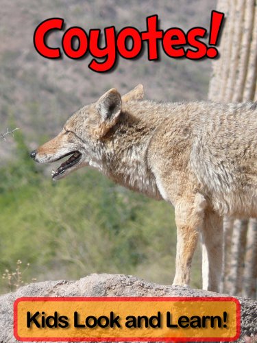Coyotes! Learn About Coyotes and Enjoy Colorful Pictures - Look and ...