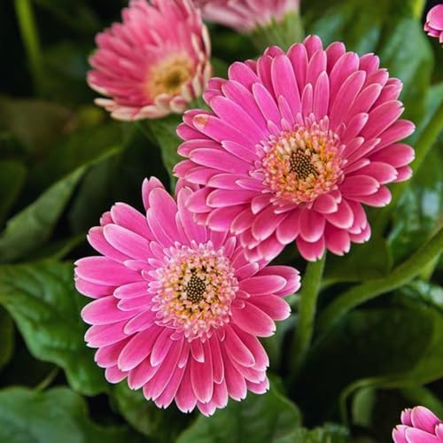 Amazon.com : Pack of 2 Daisy Plants, Pink Gerbera Daisy Live Plants ...