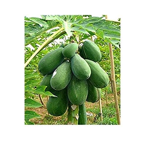 Sunshine Tree Word, Live Golden Papaya/Papita with 4 Inch Black Pot ...