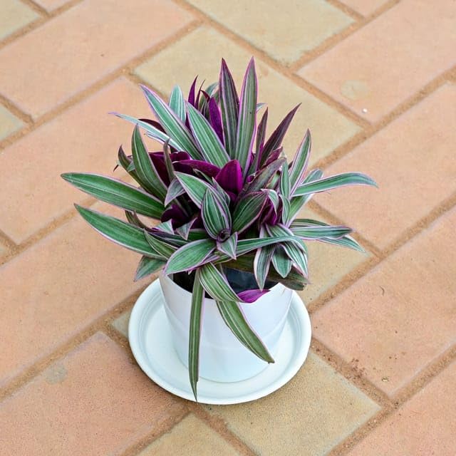 Rhoeo growing season Durangi in 5 Garden perfect Living Live Nursery ...