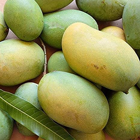 Buy MALGOVA MANGO PLANTS Online at Low Prices in India - Amazon.in