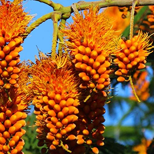 Colville's Glory Tree (Colvillea racemosa) - Growing Guide - Outdoor ...