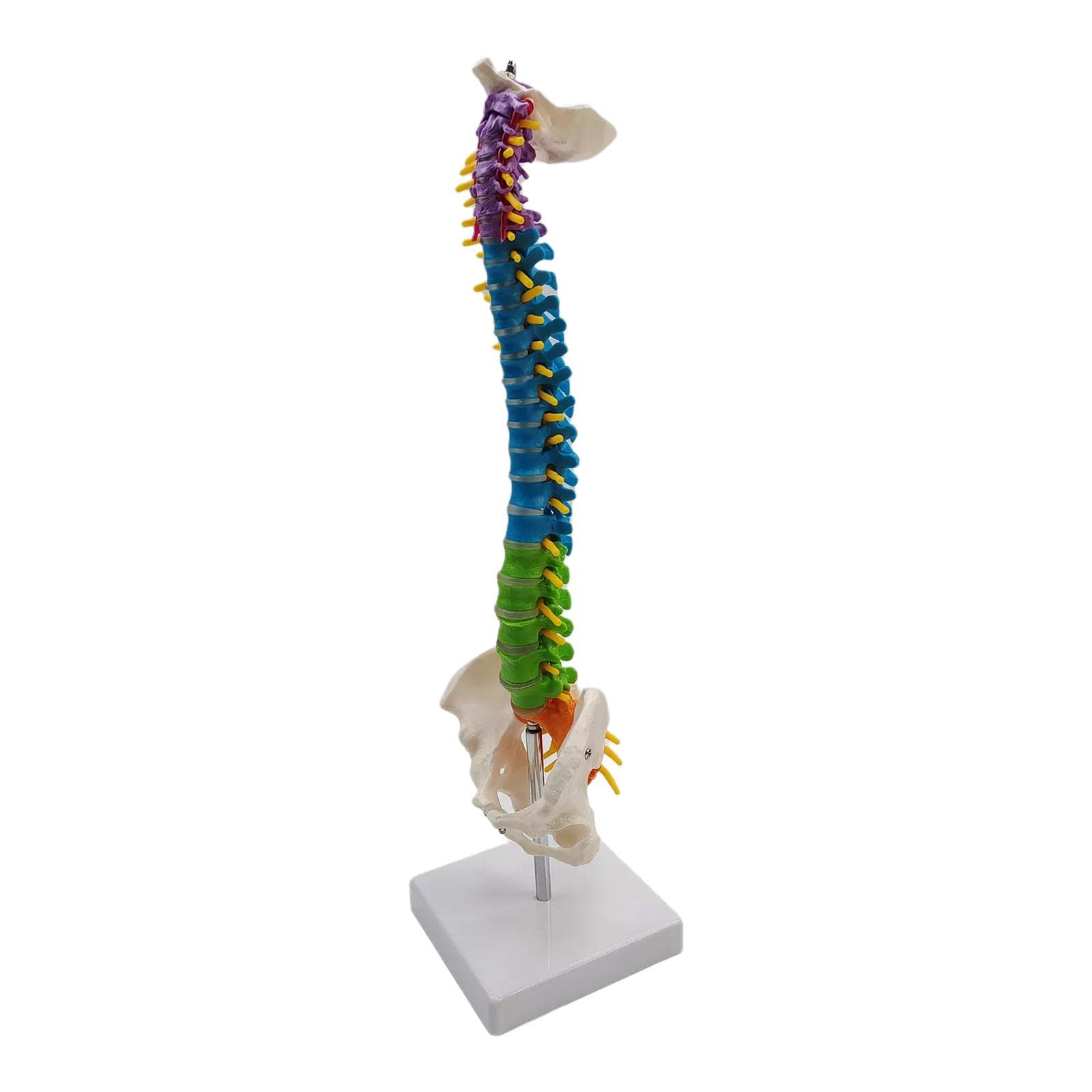 Buy Milageto Life Size Human Skeleton Spine Model with Display Stand ...