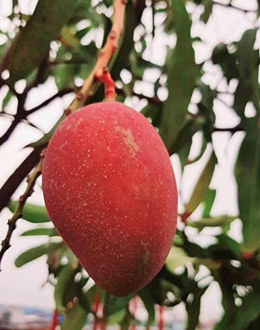 Guru24Hours™ Irwin Mango Live Plant Grafted Variant : Amazon.in: Garden ...