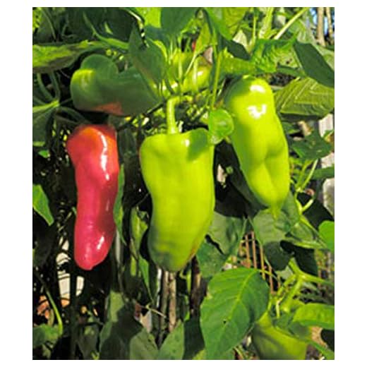 How to cook cubanelle peppers - Metro Cooking Dallas