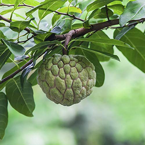 Amazing Store Custard Apple, Sitafal, Annona Squamosa (Grafted) - Plant ...