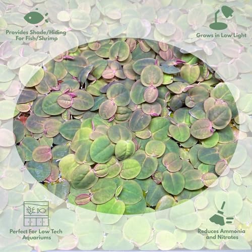 Amazon.com: 50+ Leaves Red Root Floaters Live Aquarium Plant/Floating ...